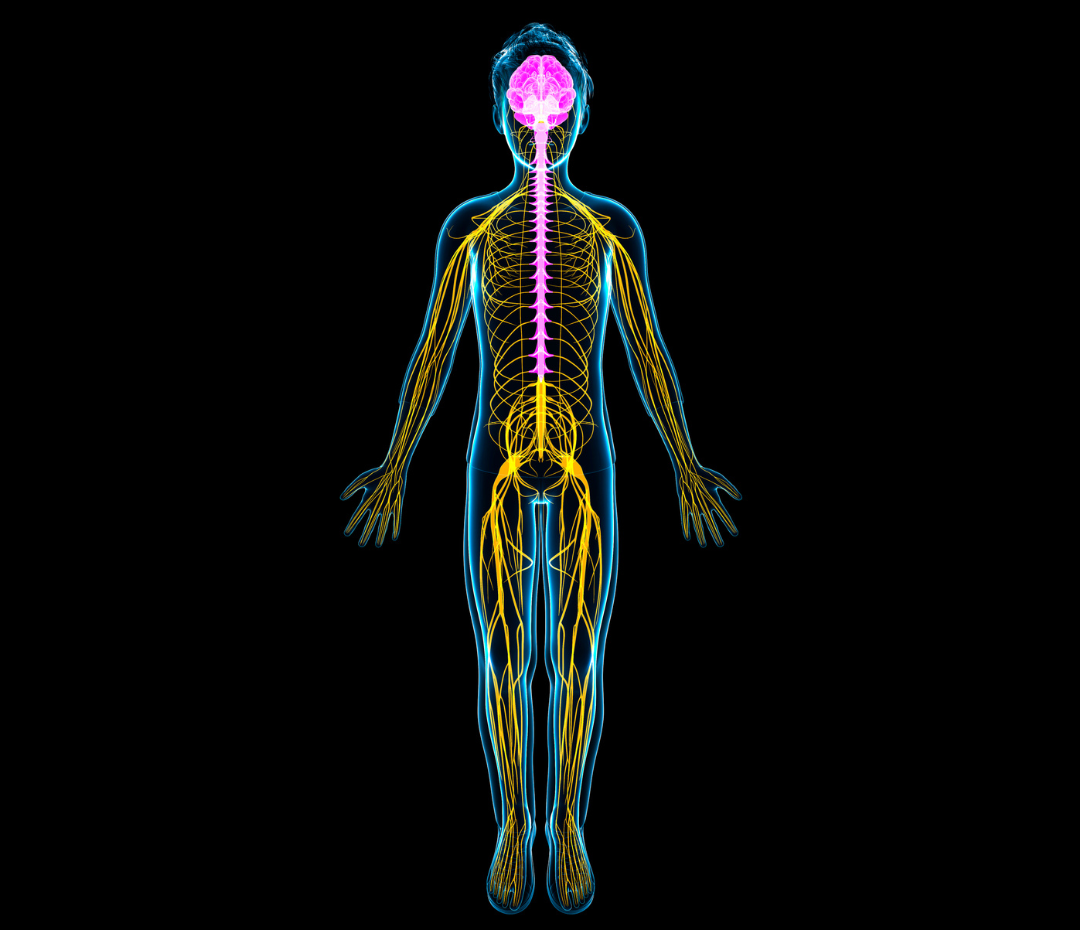 Chiropractic Adjustments and Brain Function: Discover Their Incredible ...